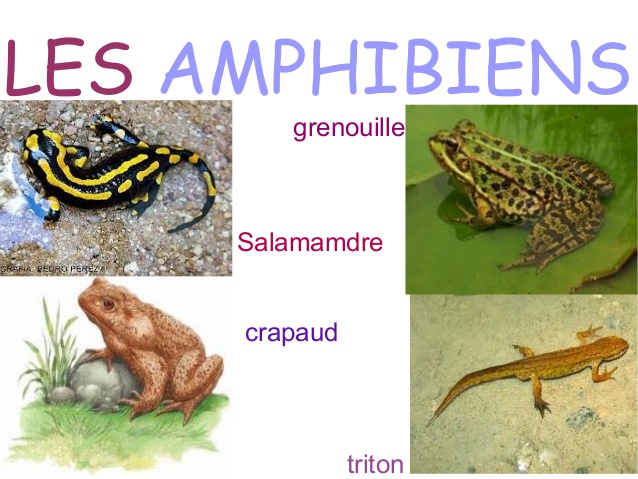 Protection d’amphibiens dans le Territoire de Belfort – Mairie de Chaux